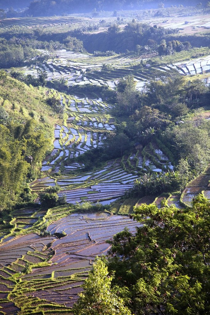 Most Beautiful Terraced Rice Fields