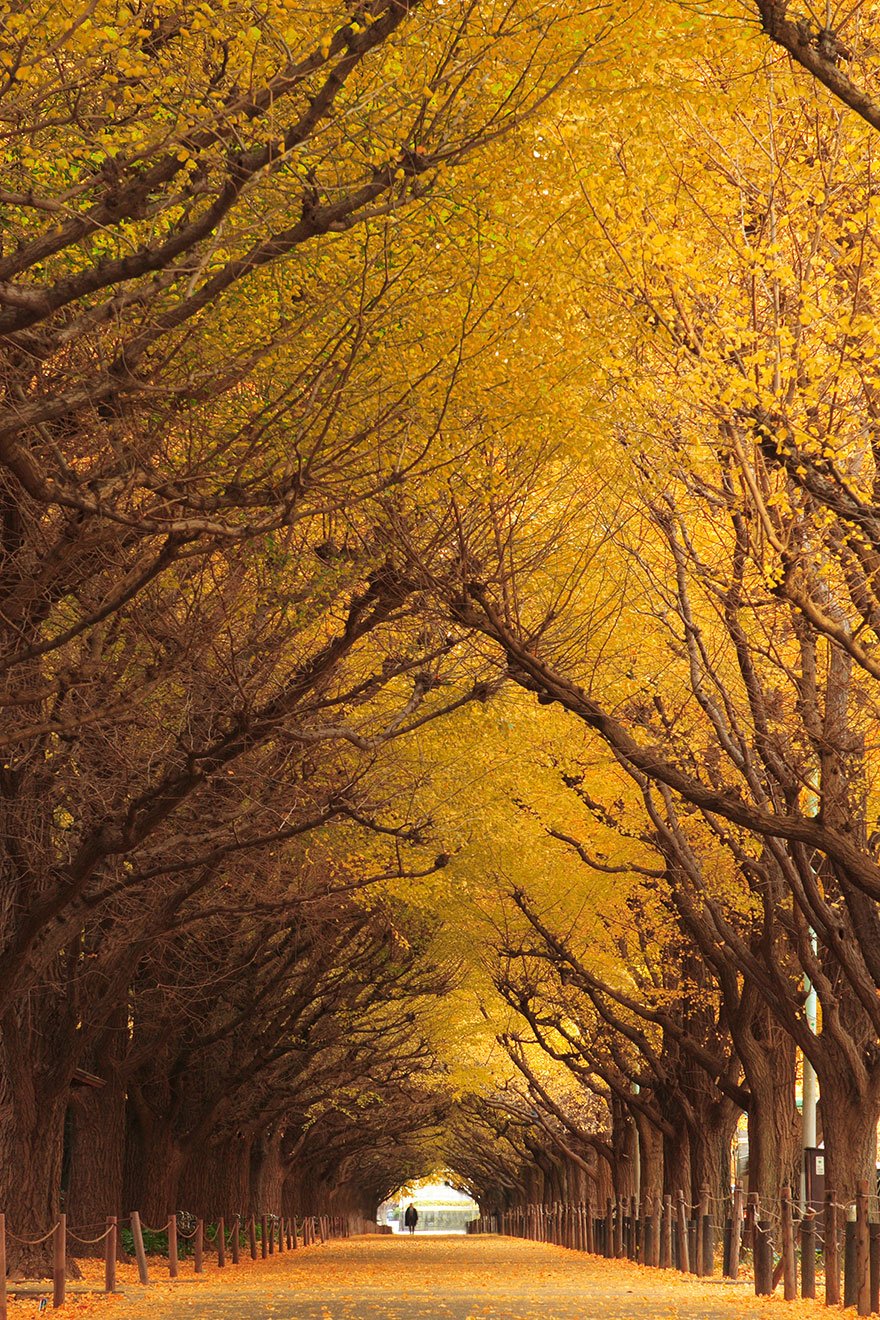 Beautiful Tree Tunnels You Should Visit Once In Lifetime