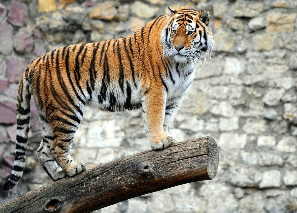 Save The Tiger Now And Ever