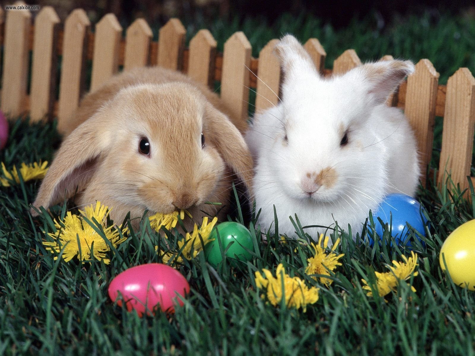 25 Best Easter Pictures And Wallpapers