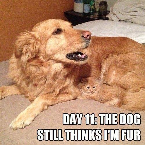 25 Best Funny Dog Pictures
