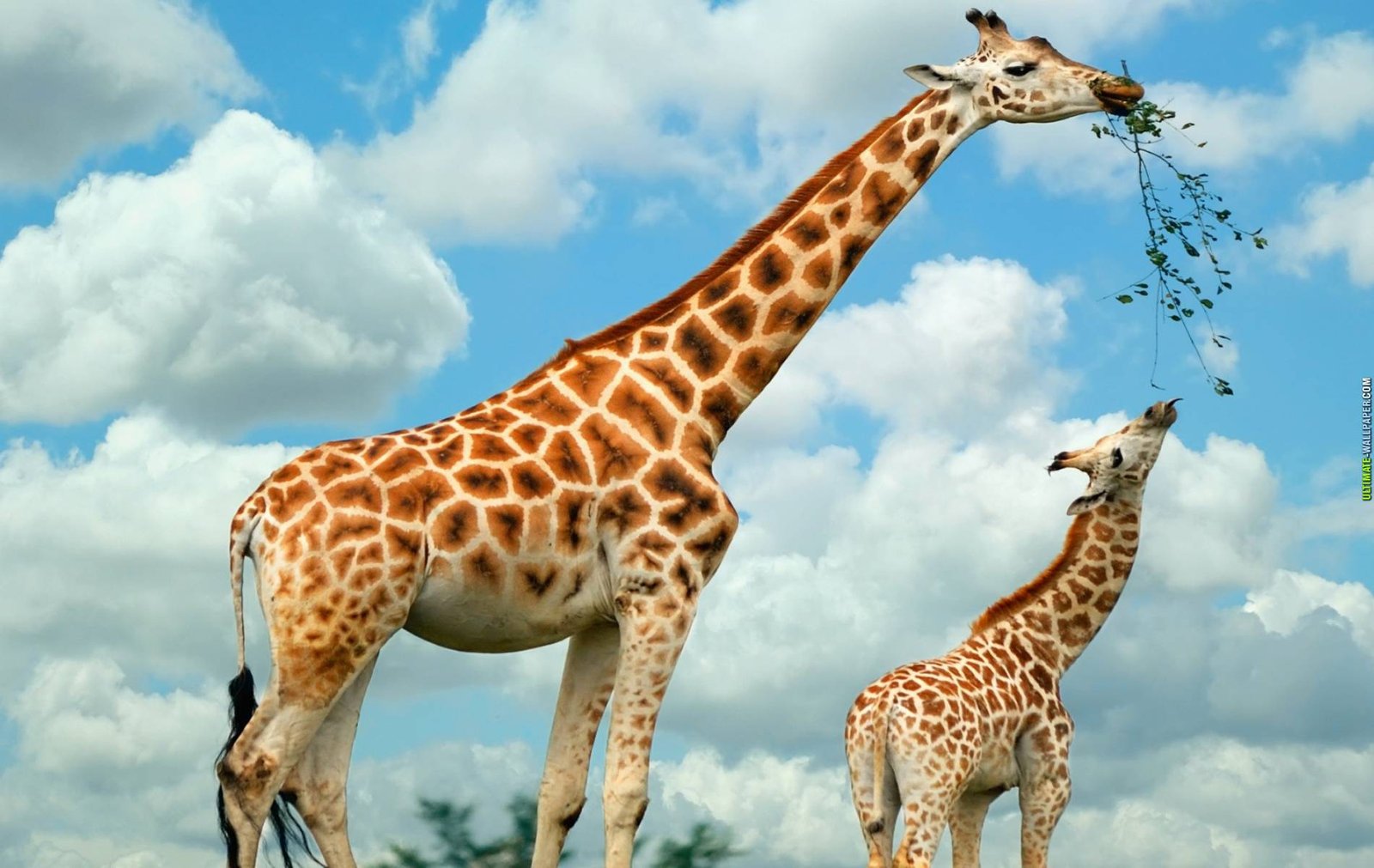 Animals Pictures and Wallpapers