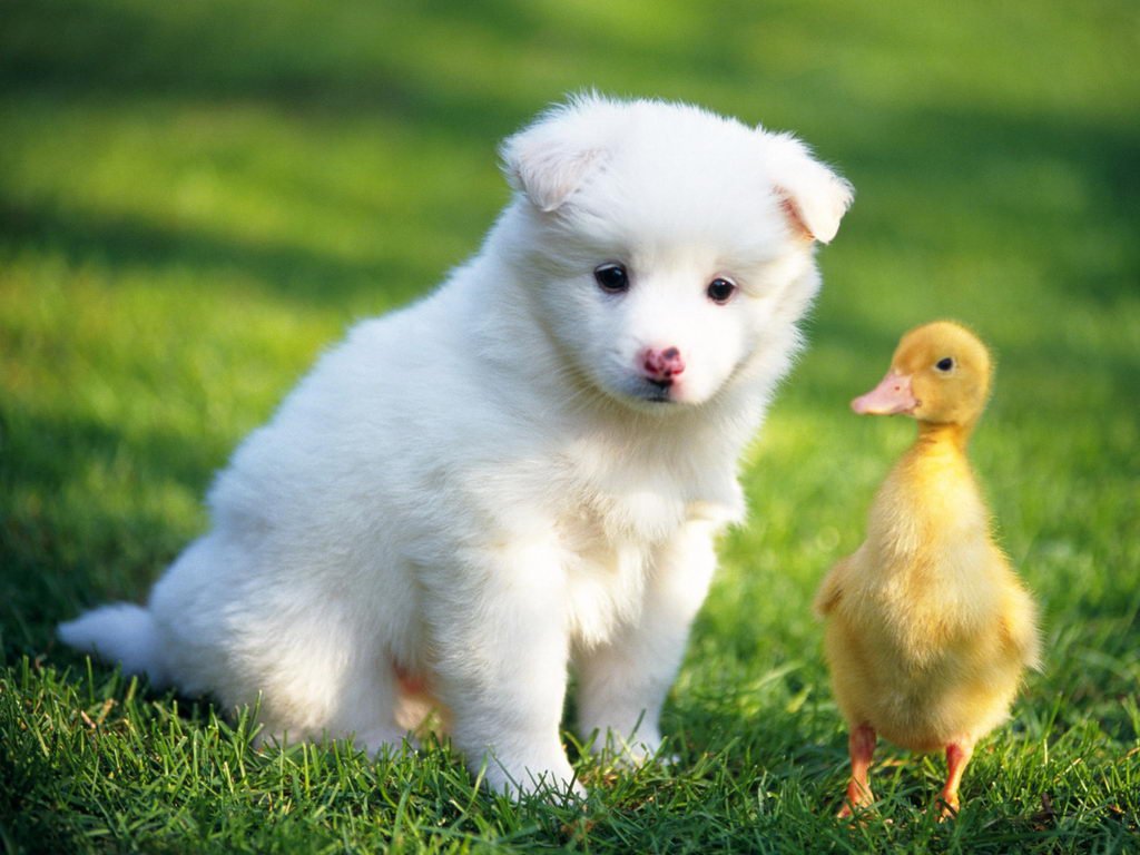 Animals Pictures and Wallpapers