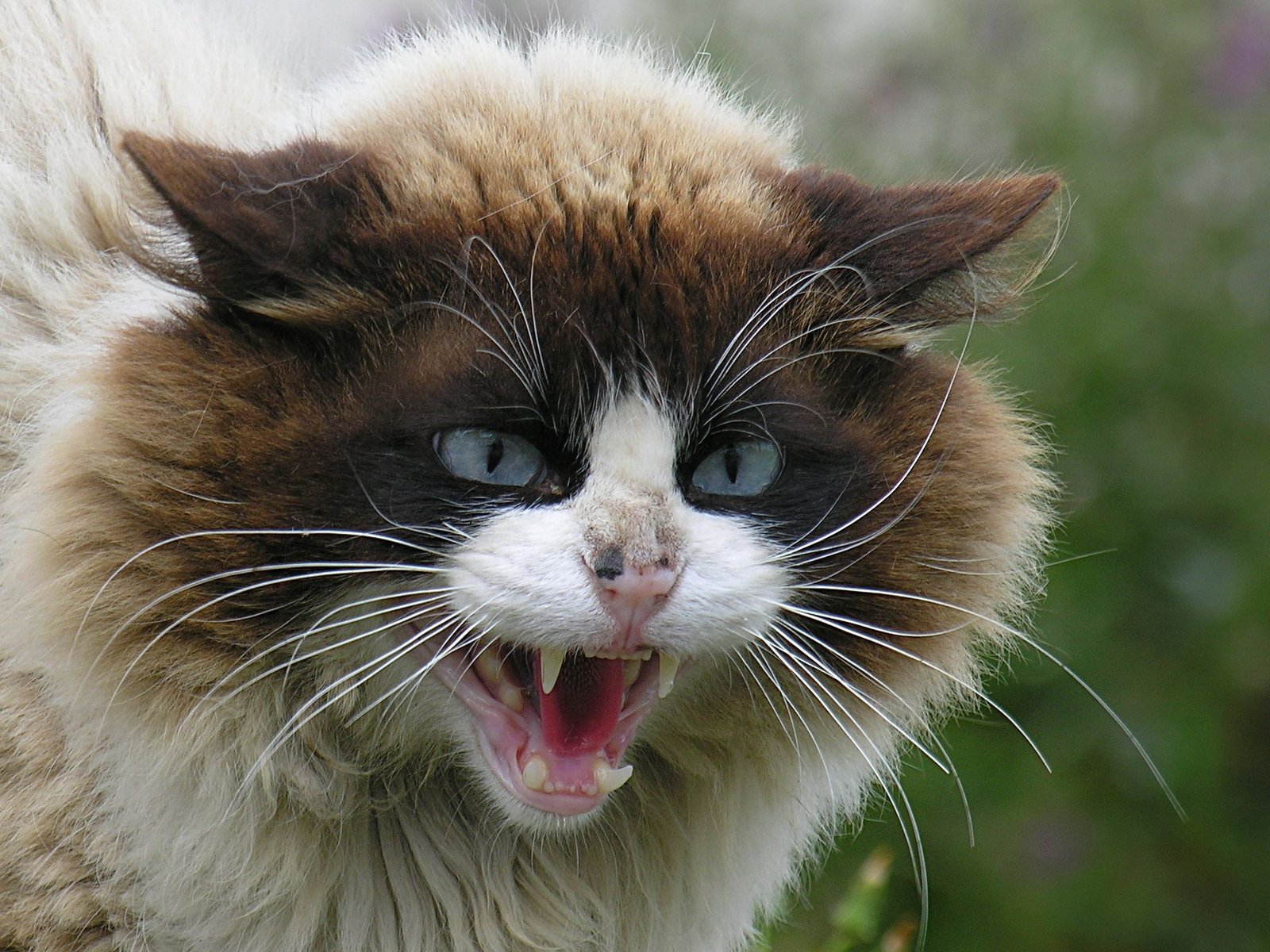 Beautiful Cats Pictures and Wallpapers