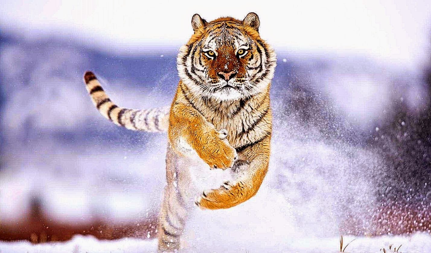 Most 10 Animal Wallpaper