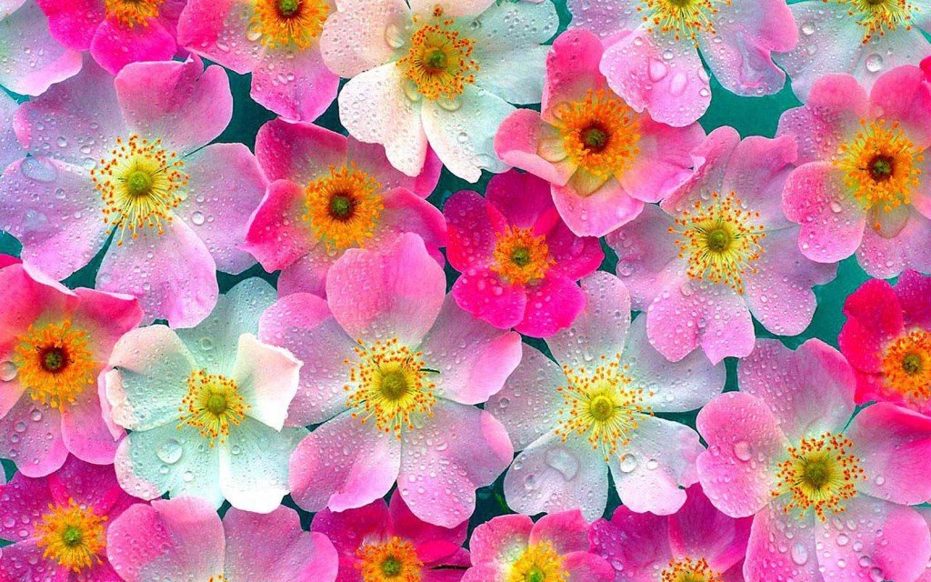 25 Gorgeous Flowers Pictures