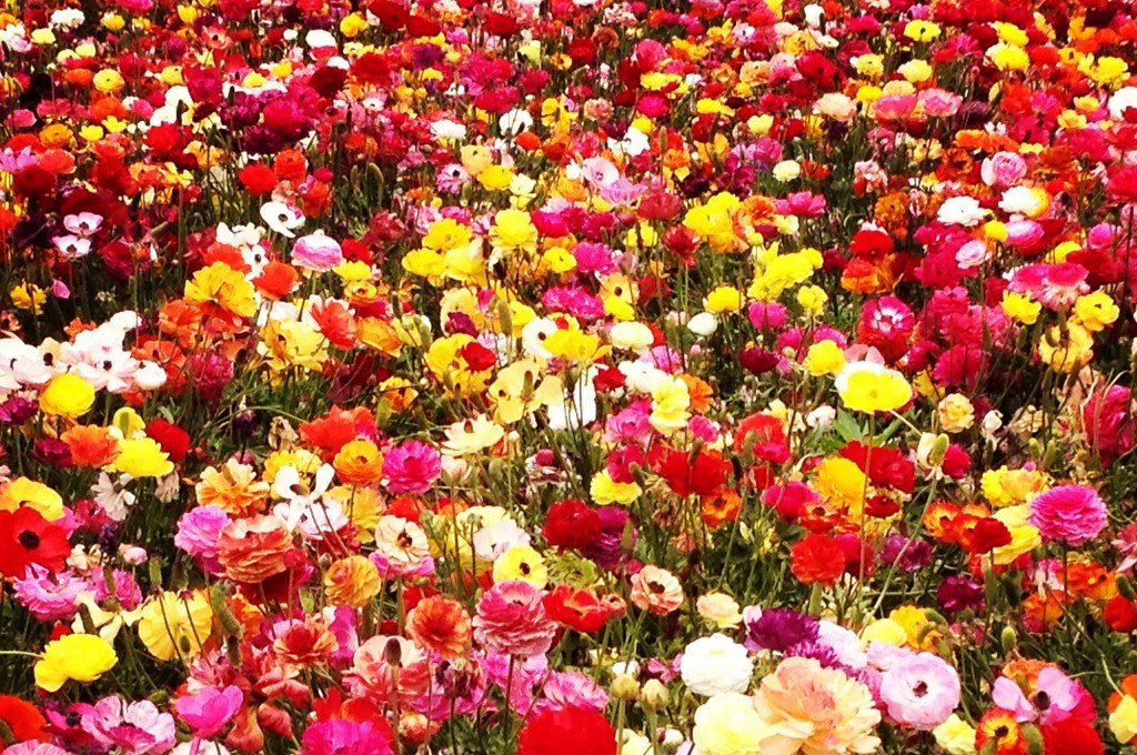 25 Gorgeous Flowers Pictures