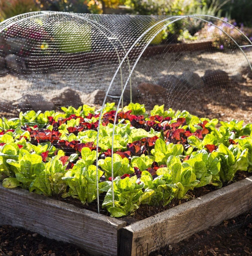 6 Pocket-Friendly Ways to Create and Maintain a Beautiful Garden