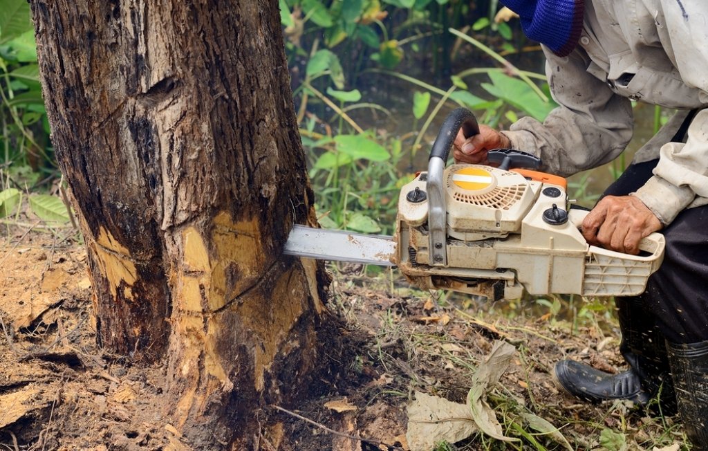 Factors Impacting Tree Removal Cost