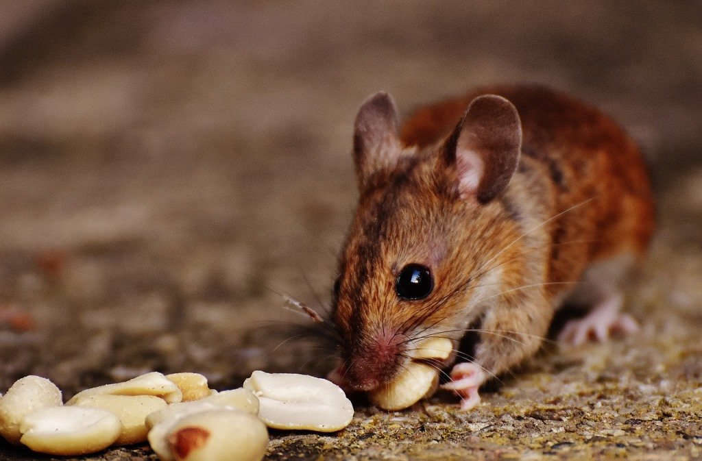 How To Know What Kills Rats Instantly?