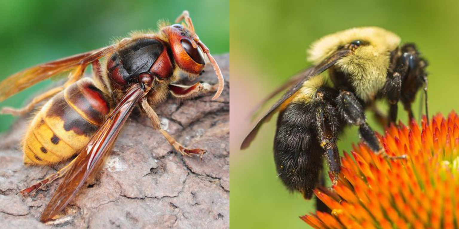 What Should You Do If a Wasp Stings You?