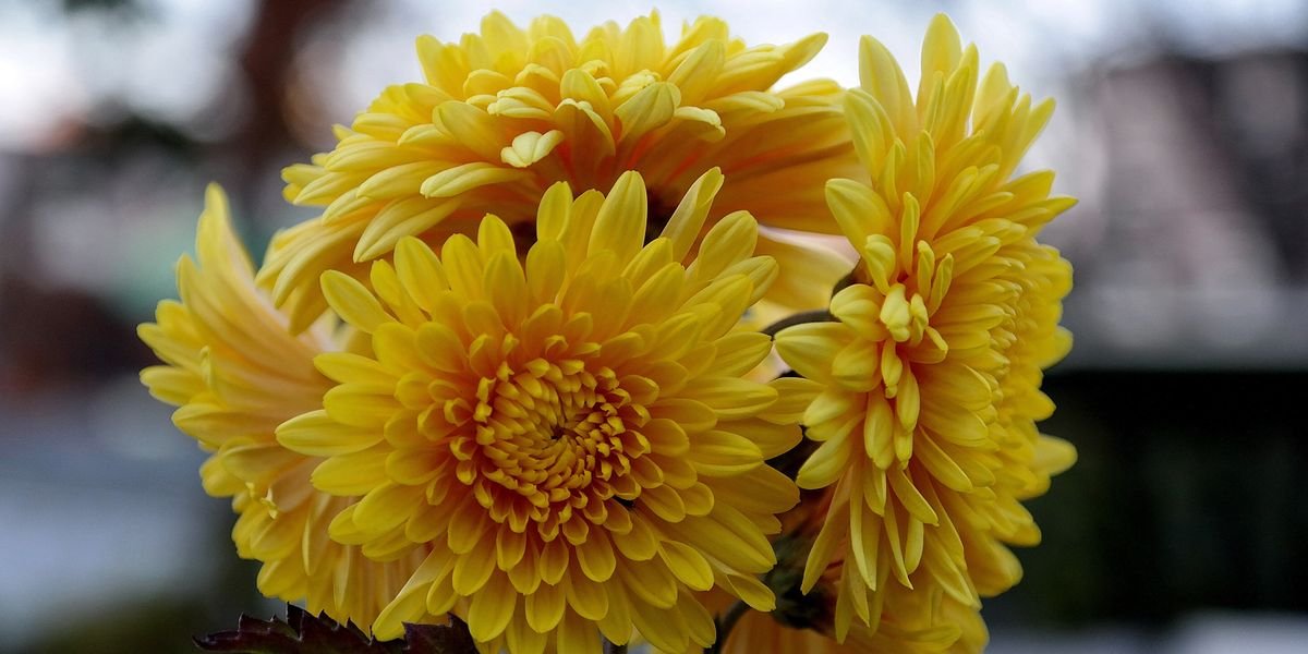 8 October Flowers in Season