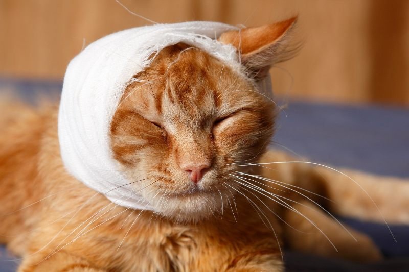 The Best CBD for Your Cat