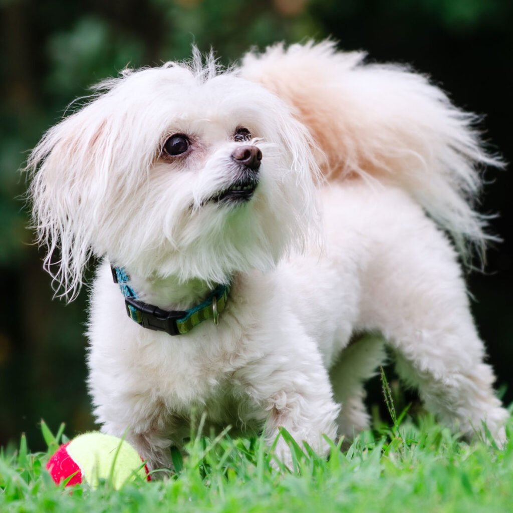 Why Maltipoos Make Great Family Pets