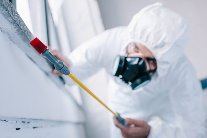 The Benefits of Professional Termite Control Services