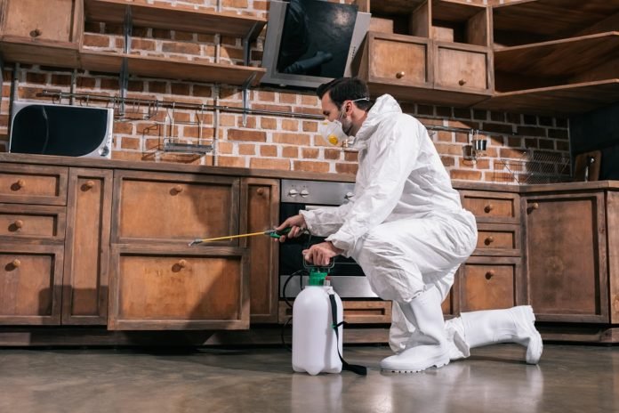 The Benefits of Professional Termite Control Services